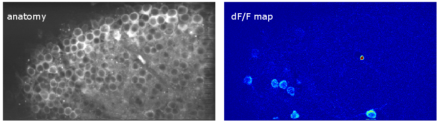 Spatial visualization of temporal components for neuronal activity ...