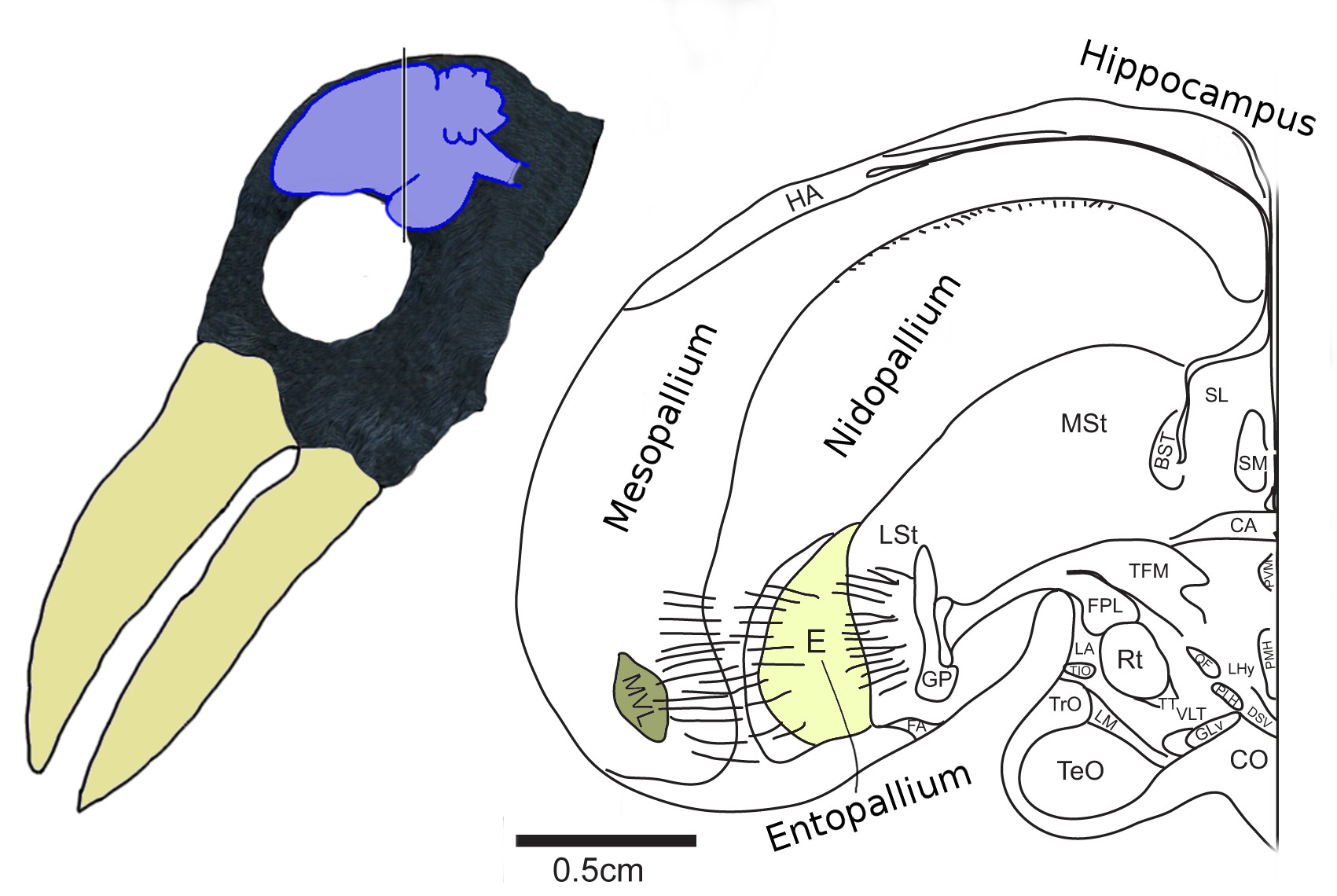 The crow as an animal model for neuroscience | A blog about neurophysiology