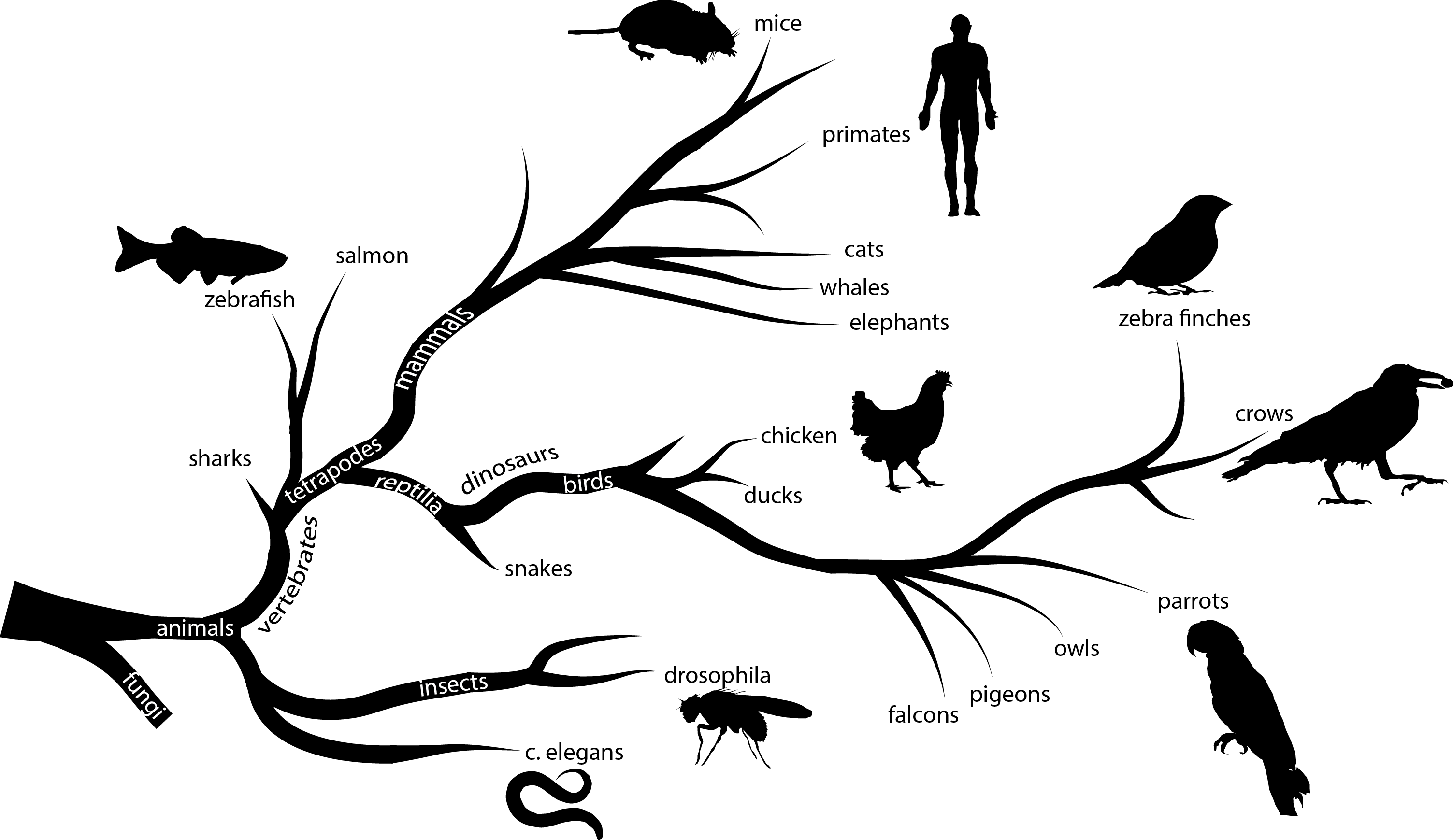 The crow as an animal model for neuroscience | A blog about neurophysiology