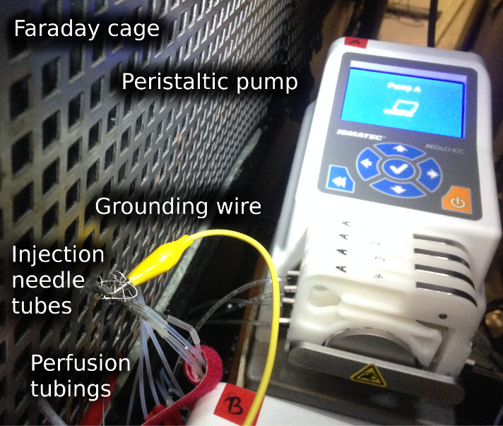 Whole-cell patch clamp, part 2: Line-frequency pick-up via the ...