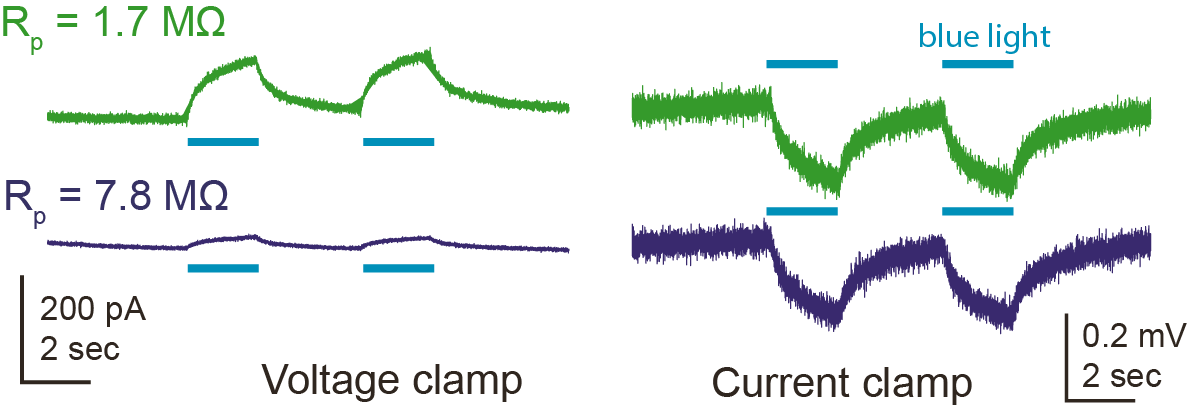 Blue light-induced artifacts in glass pipette-based recording ...