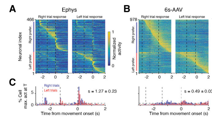 Discrepancies between calcium imaging and extracellular ephys ...