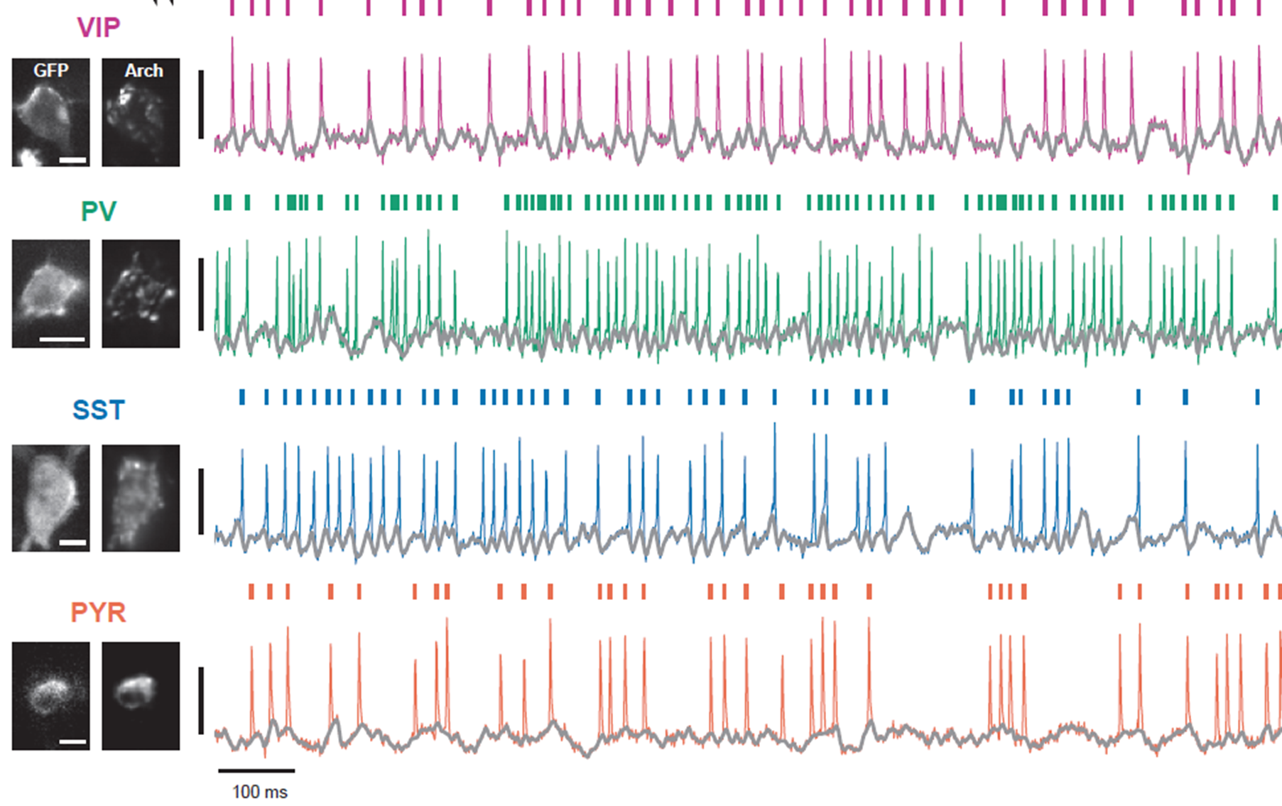 Interesting papers on VIP interneurons in cortex and hippocampus | A ...