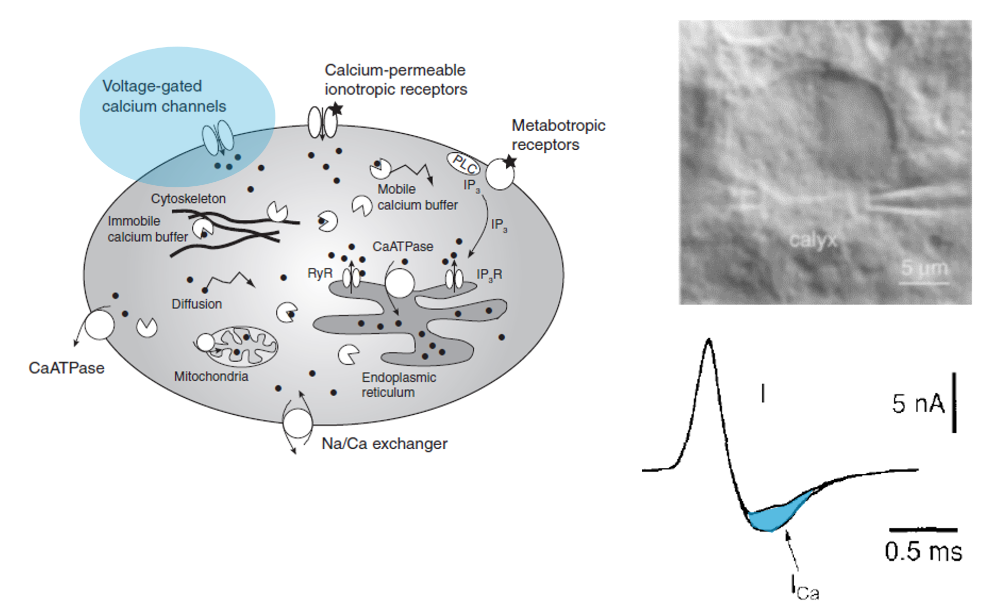 Interesting papers on the role of cell organelles of neuronal dendrites ...